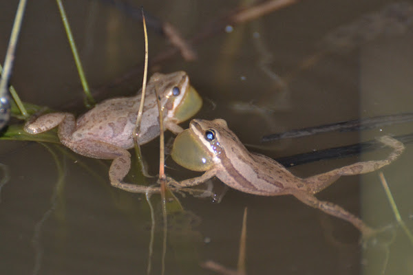 Western Chorus Frog | Project Noah