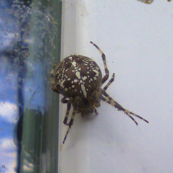 Cross orbweaver | Project Noah