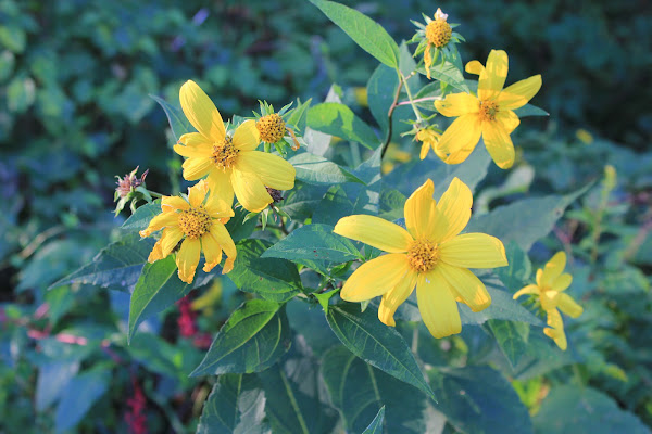 Ten-petal sunflower | Project Noah