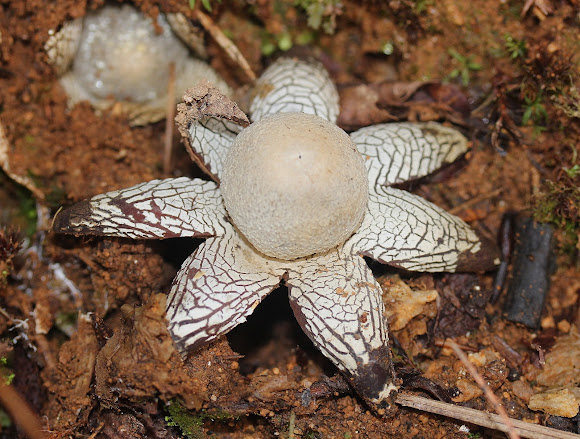 Barometer Earthstar | Project Noah