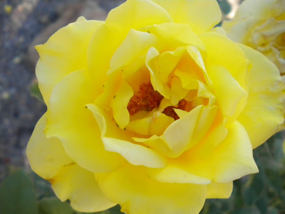 Rosa Sunsprite | Project Noah