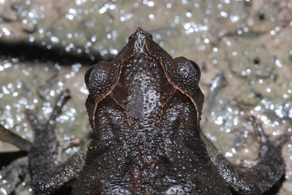Crested Forest Toad | Project Noah
