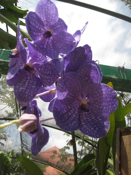 Orchid | Project Noah