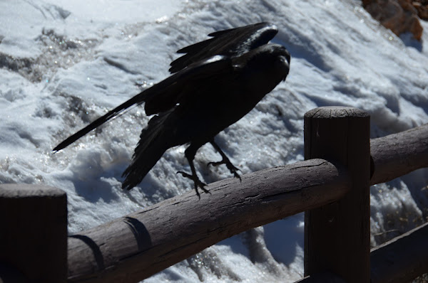 Raven | Project Noah