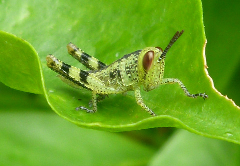 Hedge Grasshopper Nymph | Project Noah