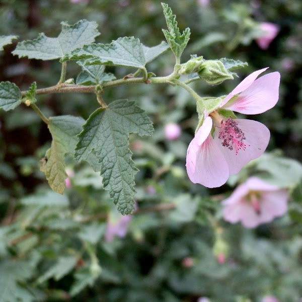 Cape Mallow | Project Noah