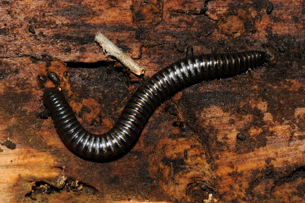 Millipede, milpiés | Project Noah