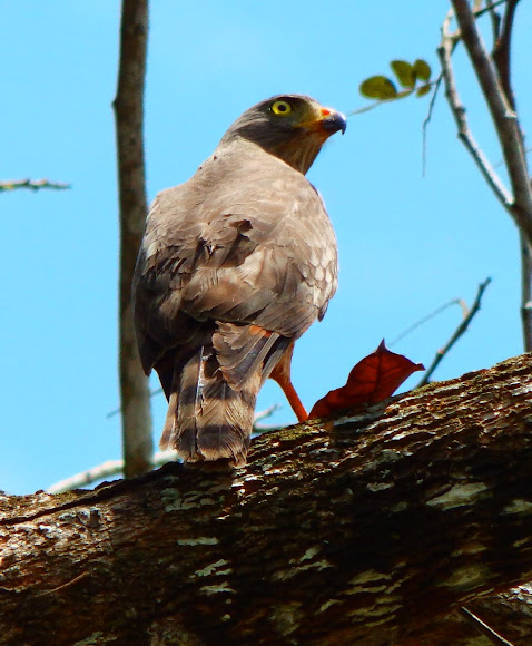 Roadside Hawk | Project Noah