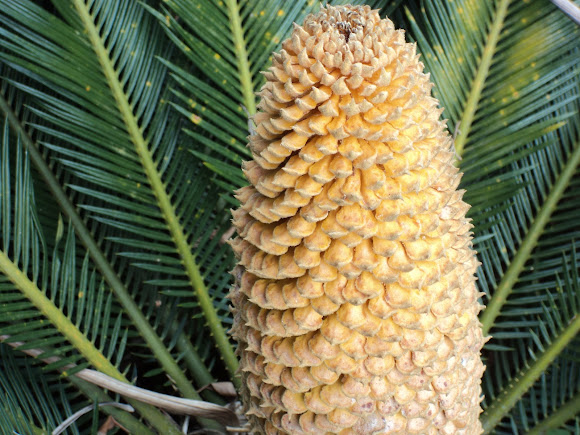 Sago palm male cone | Project Noah