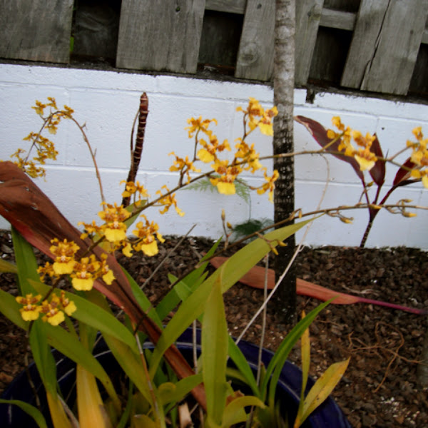 Popcorn orchid | Project Noah