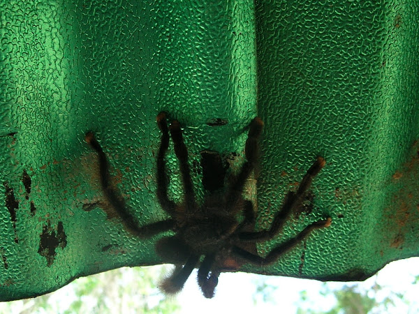 tarantula - pink toe tarantula | Project Noah