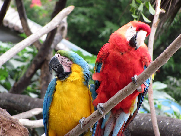 Guacamaya bandera, Lapa roja | Project Noah