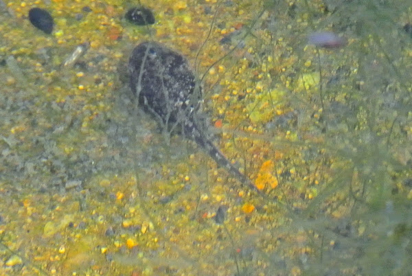 Tadpole | Project Noah