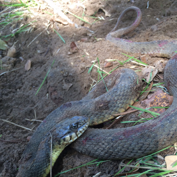 Plain-bellied Water Snake | Project Noah