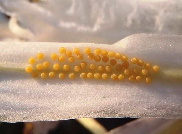 Lily Borer | Project Noah