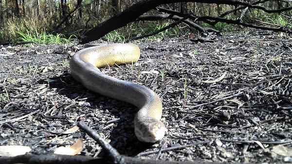 Water Python | Project Noah