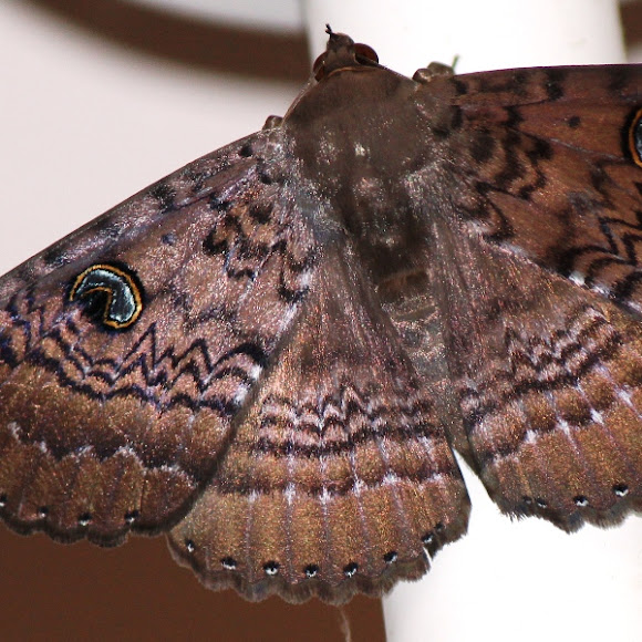 Northern Old Lady Moth | Project Noah
