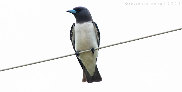 White-breasted Wood-swallow | Project Noah
