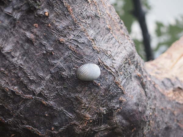 Common nerite | Project Noah