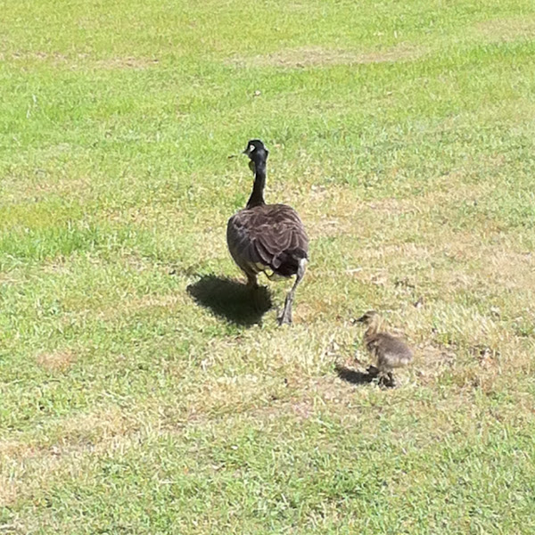 Canadian goose | Project Noah