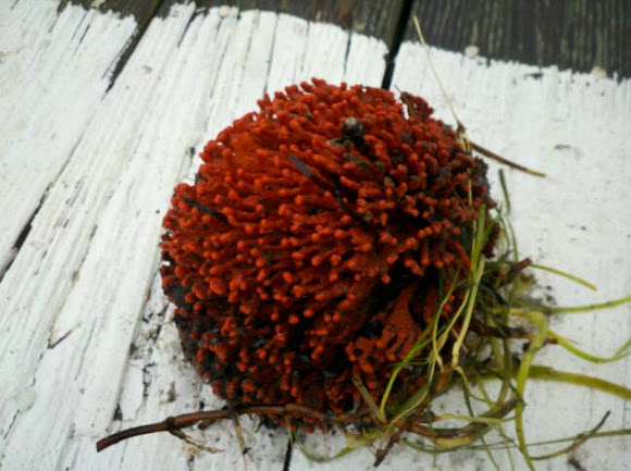 Red Beard Sponge | Project Noah