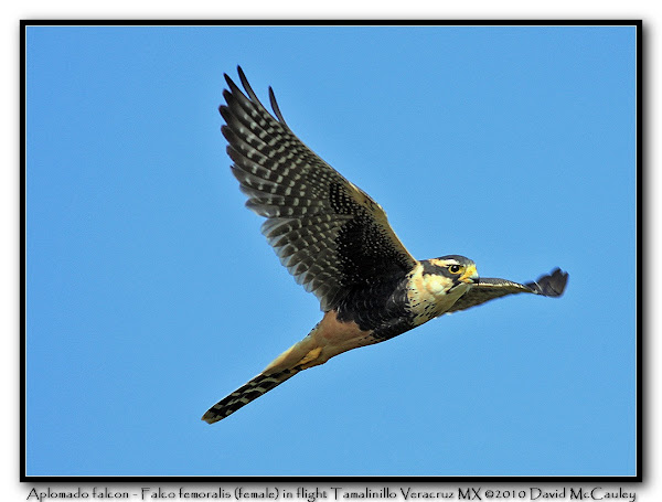 Aplomado Falcon | Project Noah