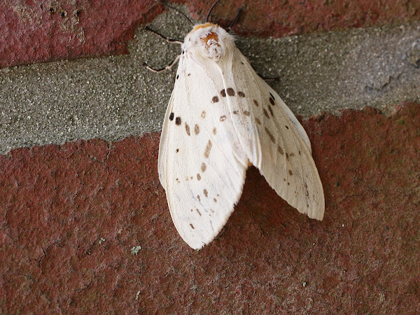 Arctiid Moth | Project Noah