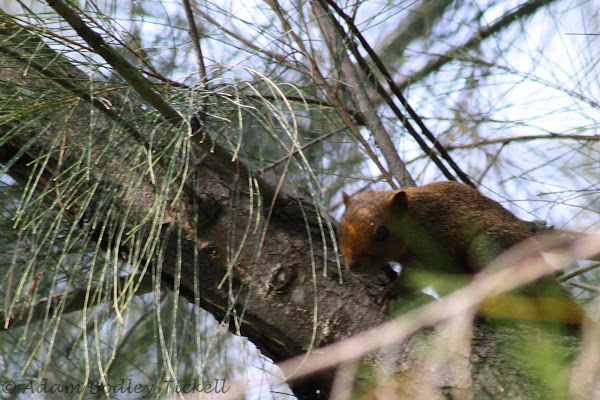 Variable squirrel | Project Noah