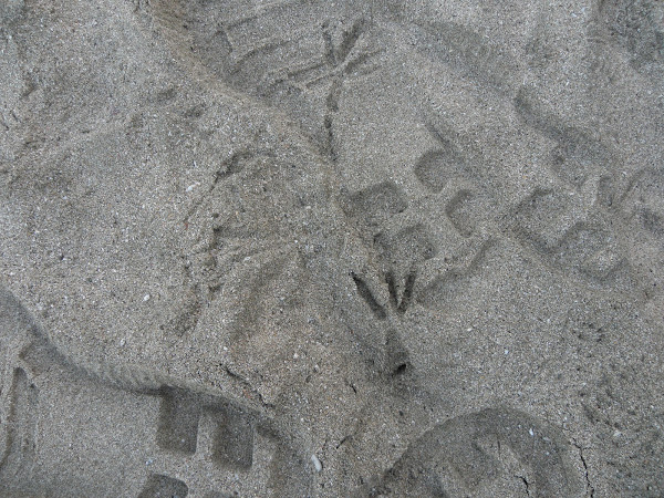 sea bird track | Project Noah