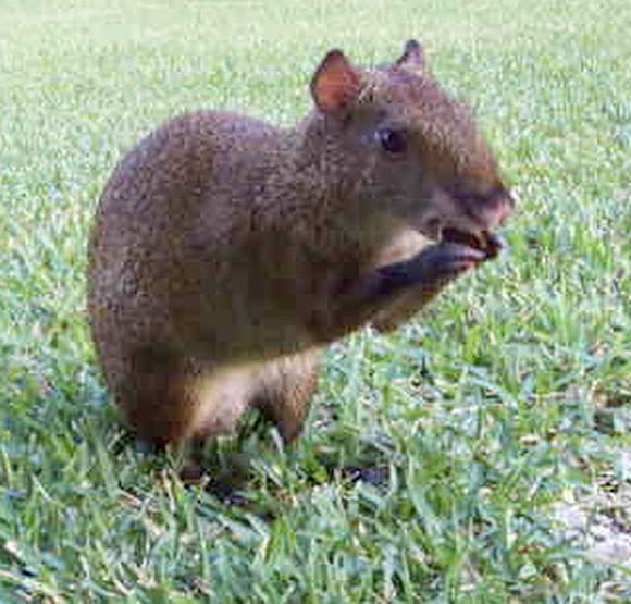 Mexican Aguti | Project Noah