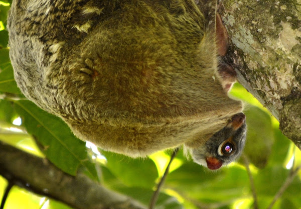 Sunda Flying Lemur with Baby | Project Noah