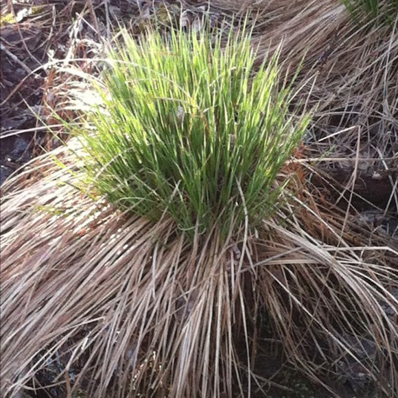 Hummock Sedge | Project Noah