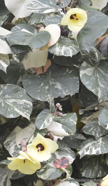 Mahoe Tricolor, Variegated Sea Hibiscus | Project Noah