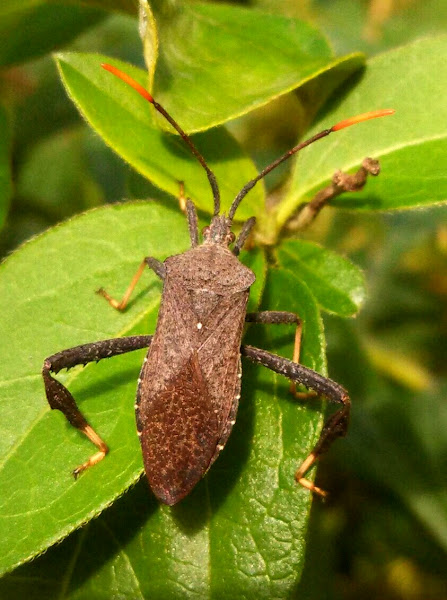 Spine-headed Bug | Project Noah