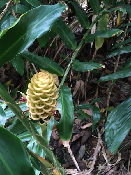 Beehive ginger | Project Noah