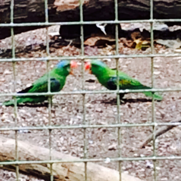 Parrot, pikoy | Project Noah