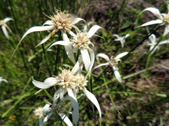 White-topped Sedge | Project Noah