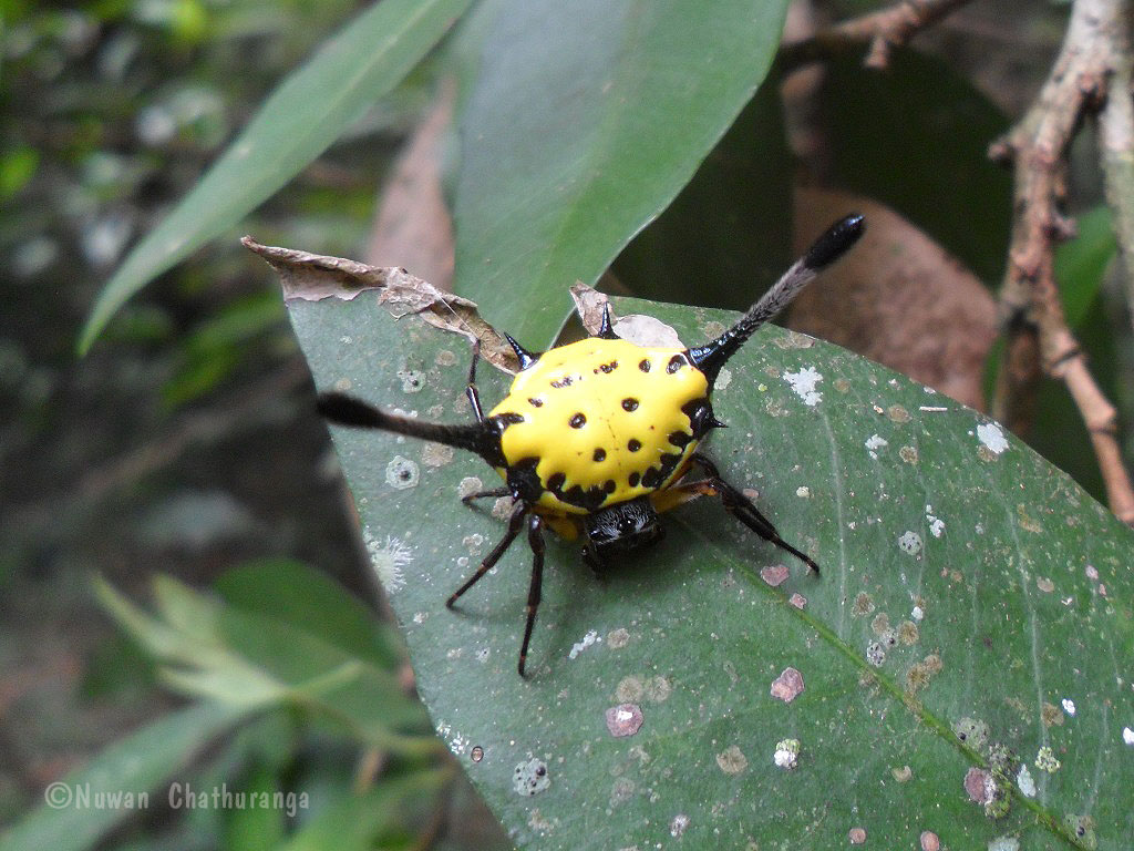 Horned spider | Project Noah