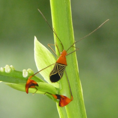 Flag-footed Bug | Project Noah