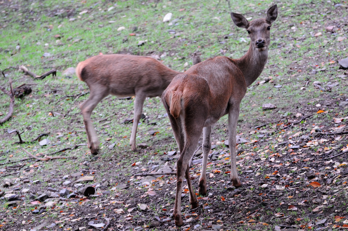 Spanish Red Deer, Ciervo Común | Project Noah