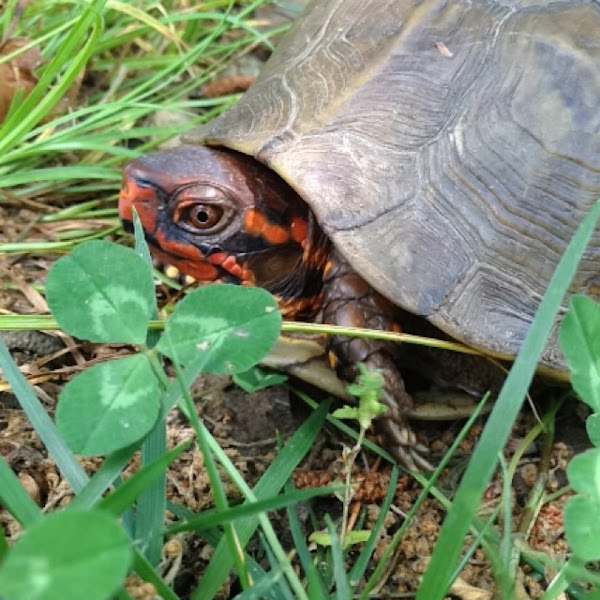 Three-toed box turtle | Project Noah