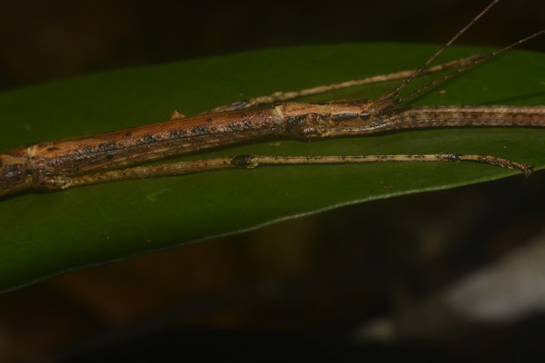 Stick Insect, Phasmid - Female | Project Noah