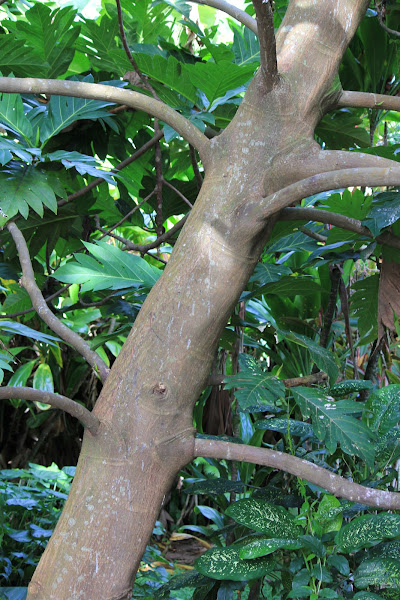 Ulu (Breadfruit) tree | Project Noah