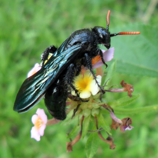 Scoliid Wasp | Project Noah