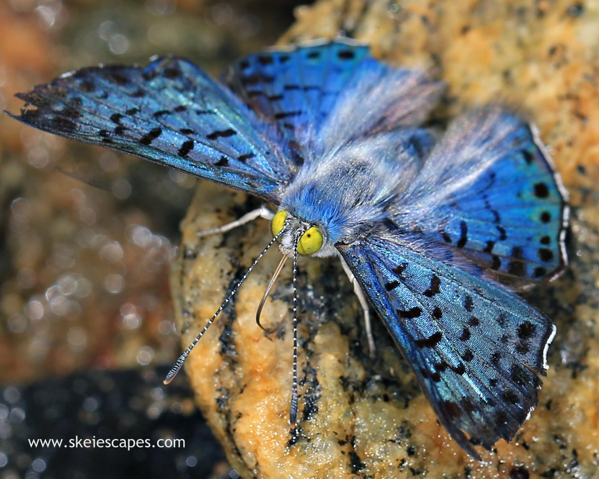 Blue Metalmark Butterfly | Project Noah