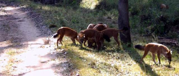 Dhole | Project Noah