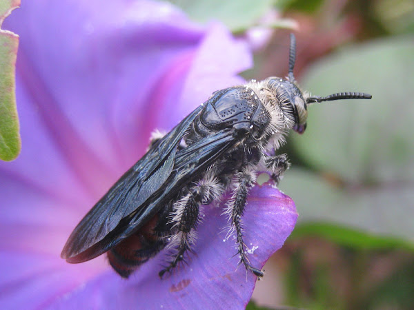 Caribbean Scoliid Wasp | Project Noah