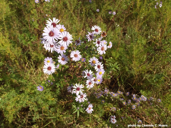 Fall Aster | Project Noah