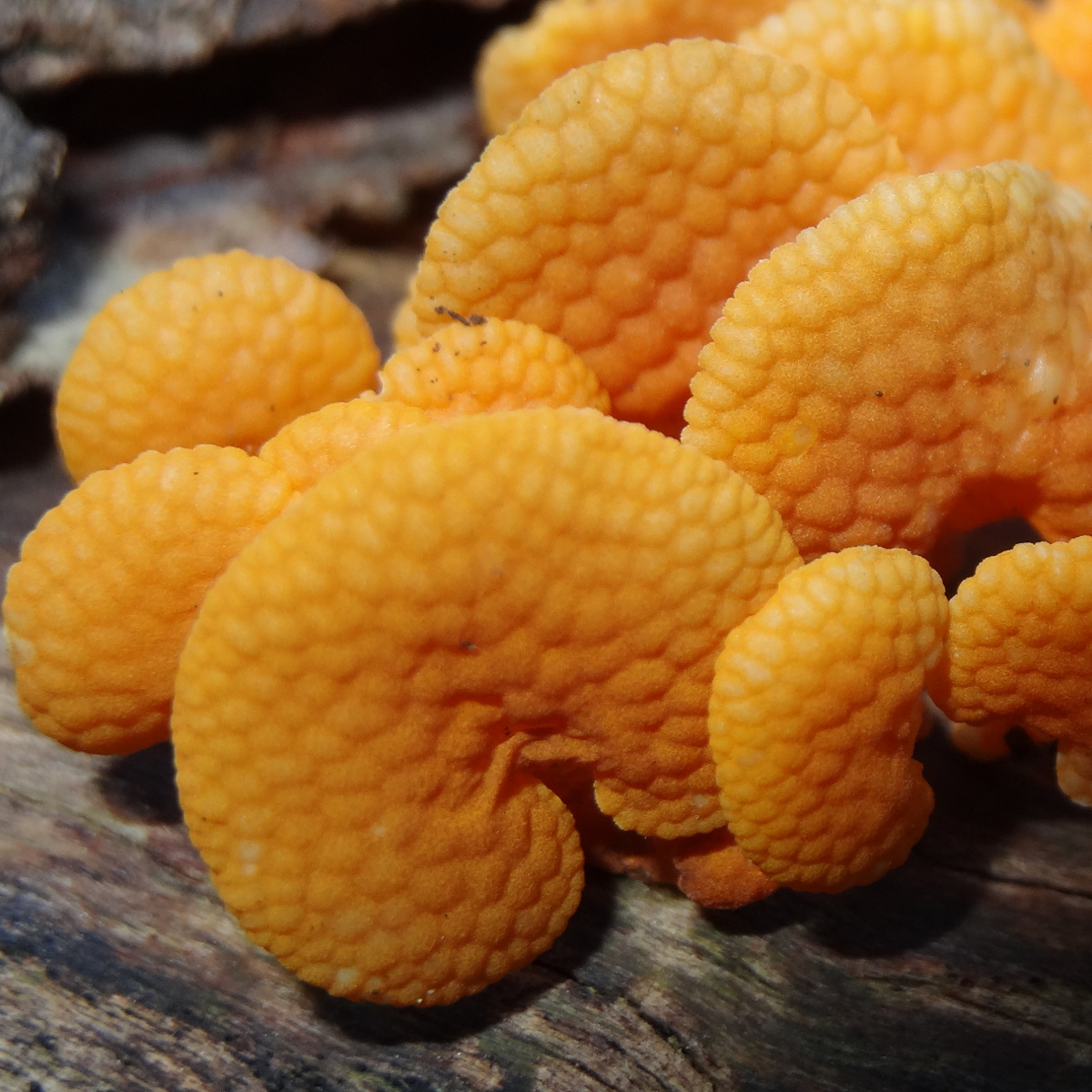 Orange pores | Project Noah