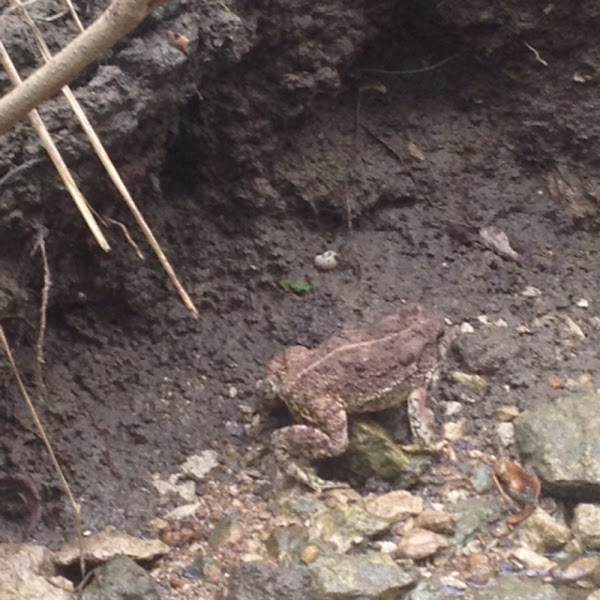 American Toad | Project Noah